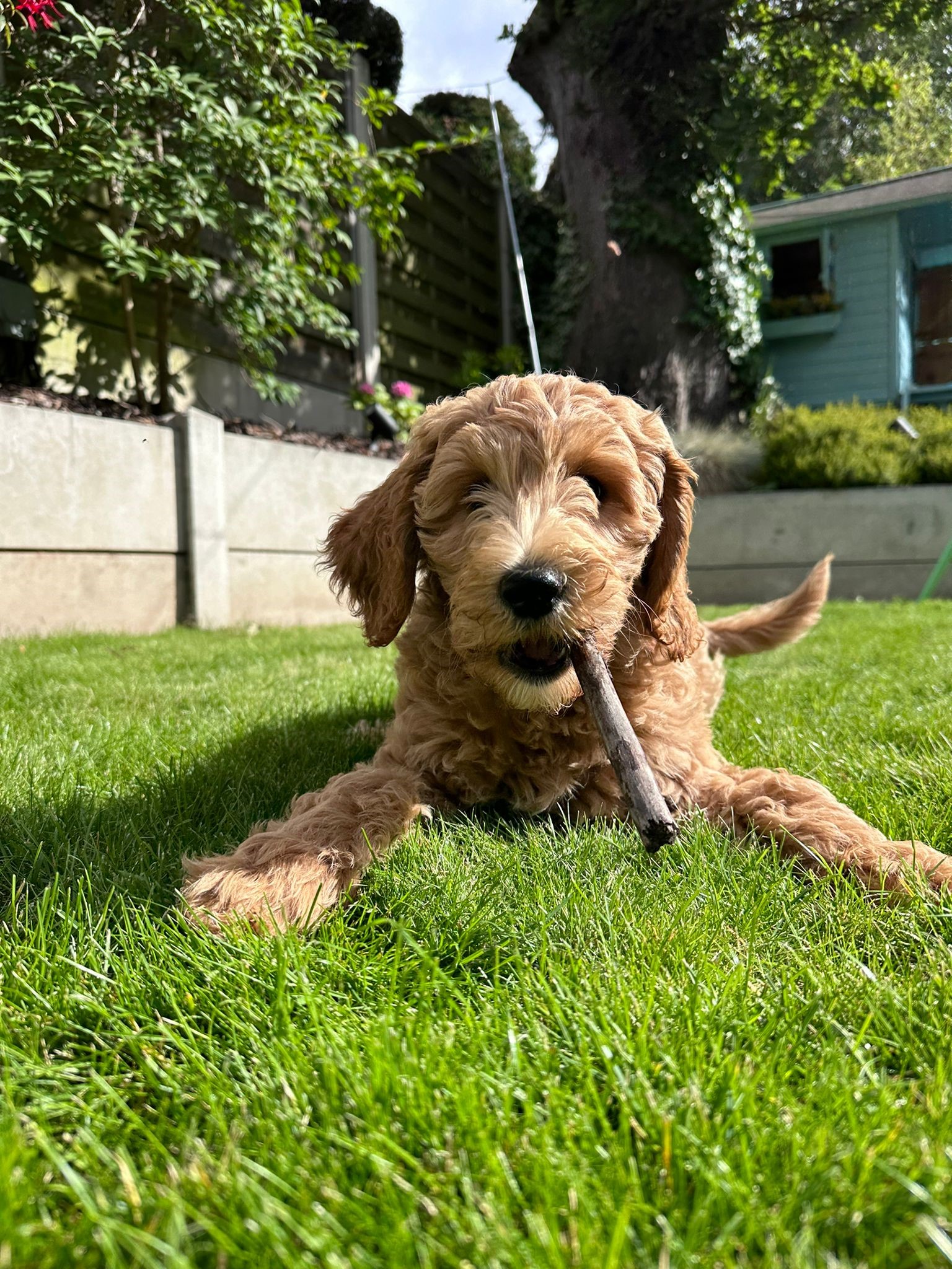 Our imminent new addition to Align | Align Architecture